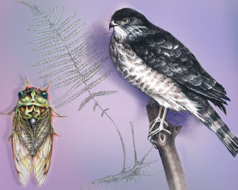 Geb Designs – Science Illustration Nature Art Creations